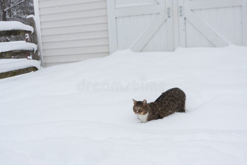 Cat on Farm in Deep Snow stock image. Image of season - 115484513