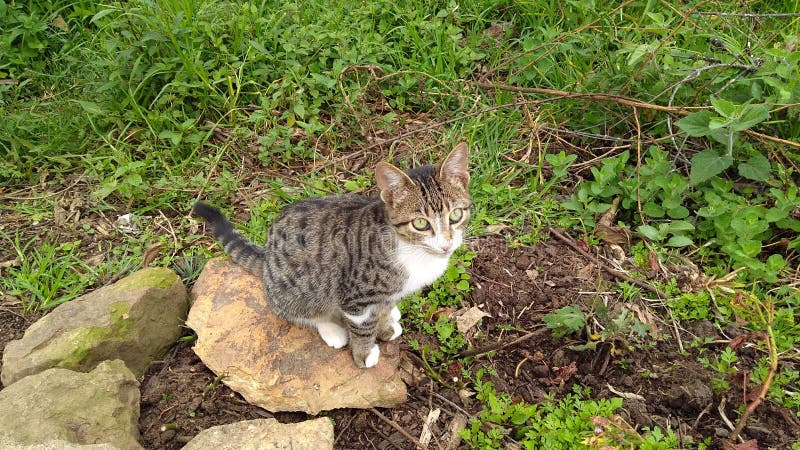 The cat of the farm stock image. Image of cats, farm - 141988613
