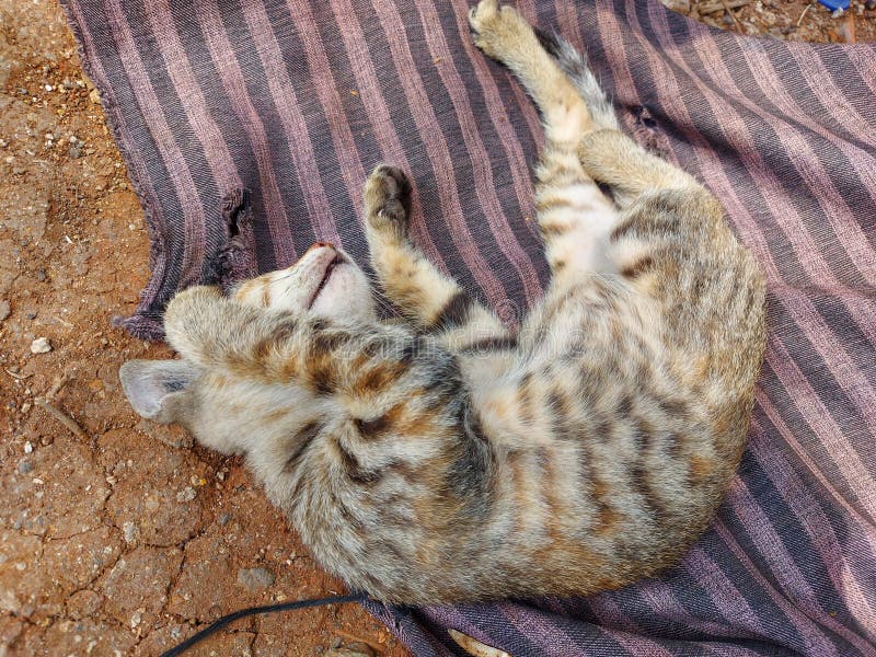 Cat is fast asleep stock image. Image of fast, wildlife - 264554599