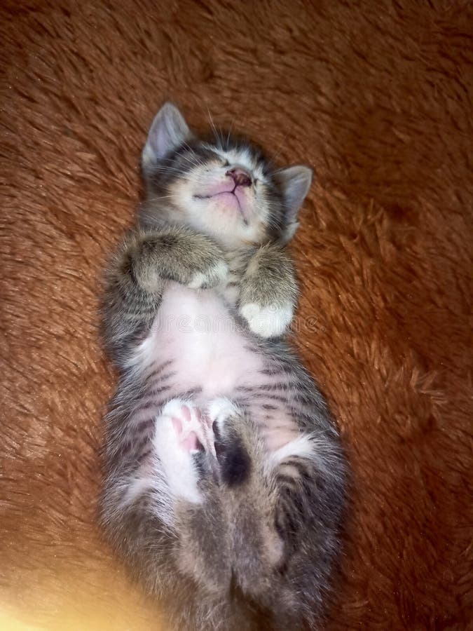The Cat is Fast Asleep, Kitten, Bed Stock Image - Image of kitten, fast ...
