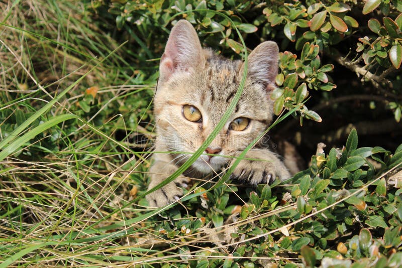 Cat, Fauna, Mammal, Small To Medium Sized Cats Picture. Image: 108957619