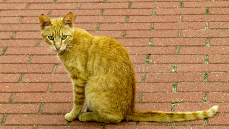 Cat, Fauna, Yellow, Mammal stock photo. Image of tail - 116733068