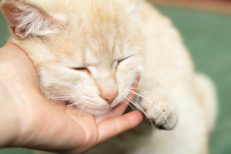 The fawning cat stock photo. Image of cute, meeting, fawning - 43509608