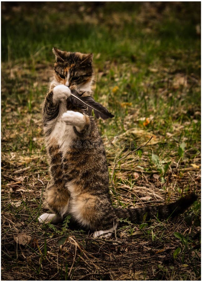 Cat and feather stock image. Image of feather, pussycat - 247229415