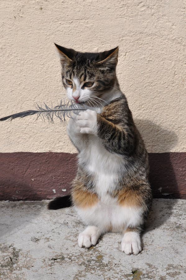 Cat with a feather stock photo. Image of kitten, bird - 26160634