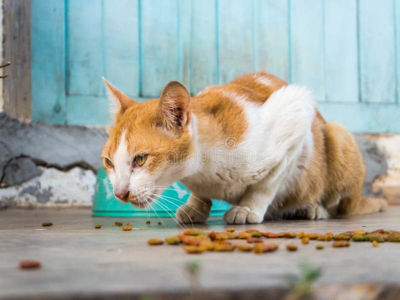 Cat feed stock image. Image of chew, lick, delicious - 71041897
