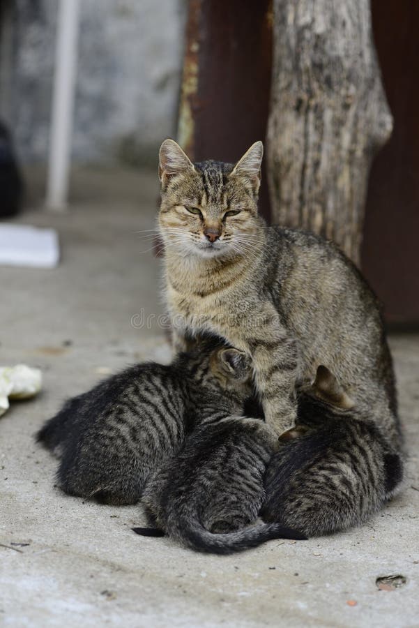 Cat feeding cubs stock photo. Image of babies, motherly - 81793800