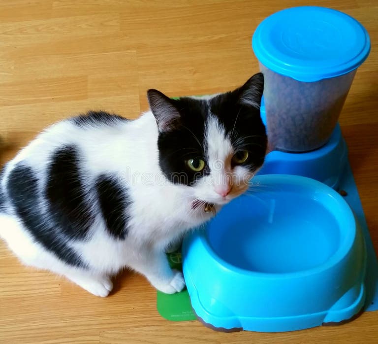 Cat Feeding Time stock image. Image of drinking, animal - 44942995