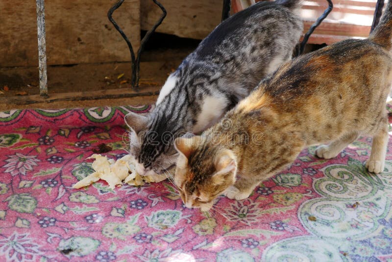 A Cat Feeds with Pieces of Bread, a Mother Cat Eating Bread Stock Image ...
