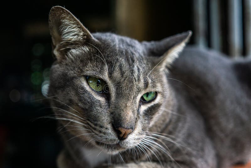 Lying Face Down Table Sad Stock Photos - Free & Royalty-Free Stock ...