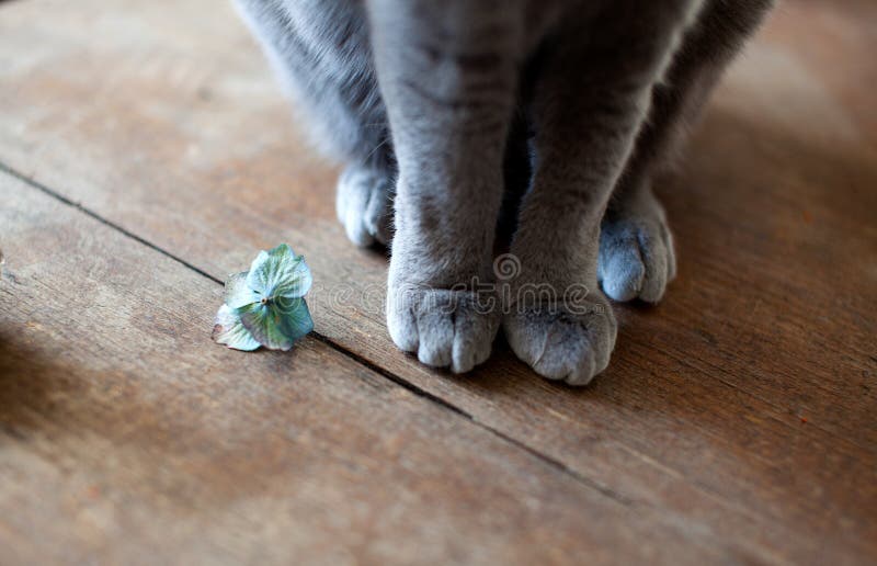 Cat nap stock image. Image of sleep, sleeping, catnap - 12926369