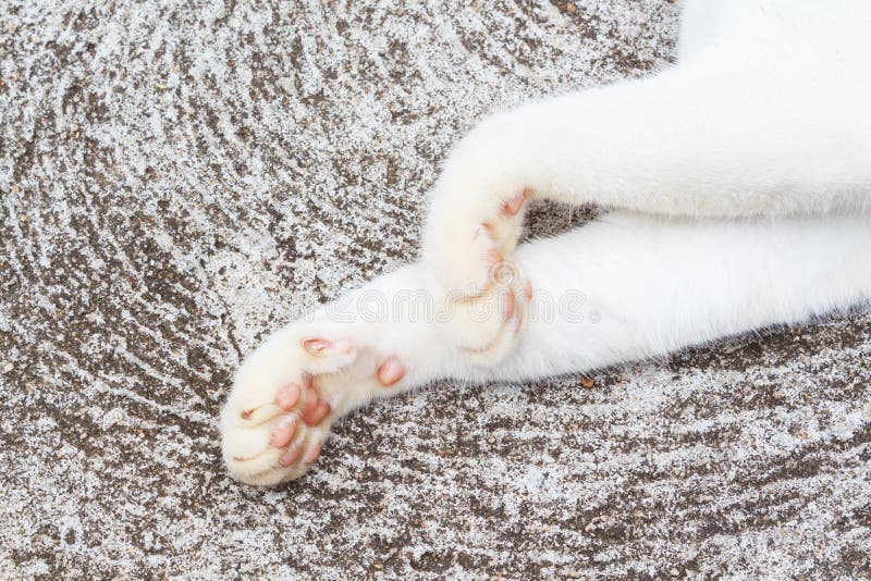 Cat feet stock photo. Image of claw, animal, furry, mammal - 44351010