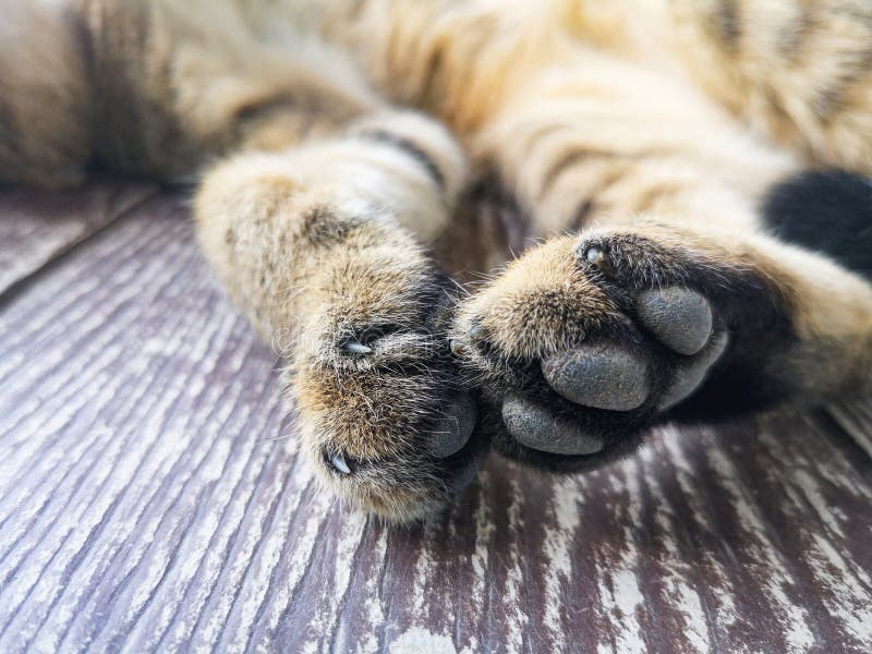 Feline & Feet stock photo. Image of love, kitten, funny - 1959518