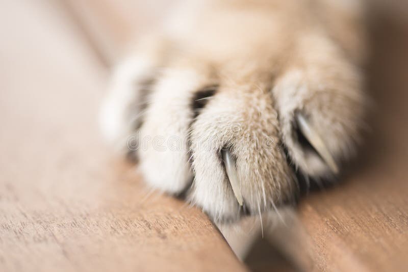 Cat feet closeup stock photo. Image of macro, kitty, domestic - 74626752