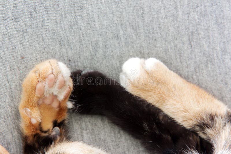 Cat feet closeup stock photo. Image of animal, fine, mammal - 67080134
