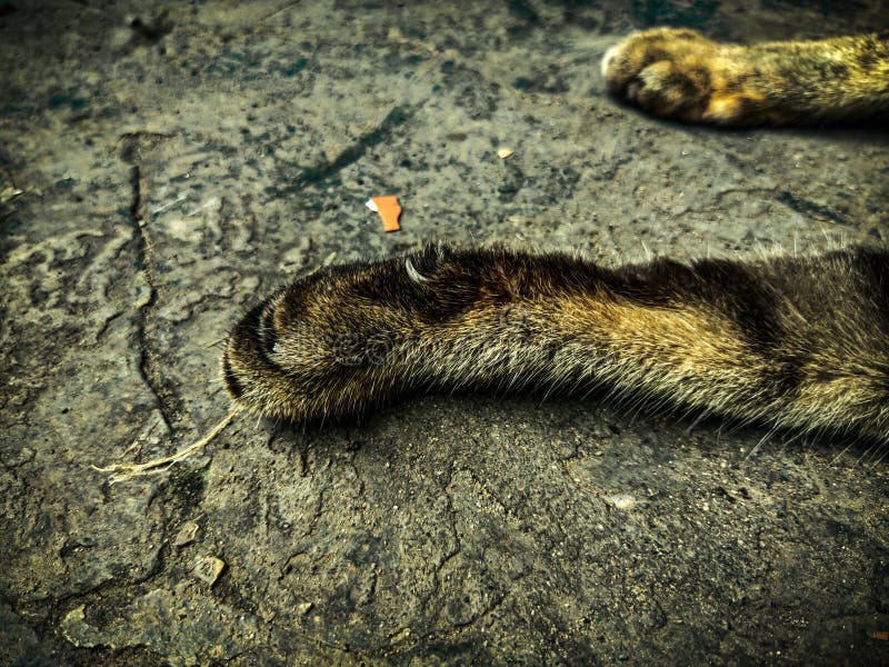 Cat feet on floor relaxing stock image. Image of earth - 269513383