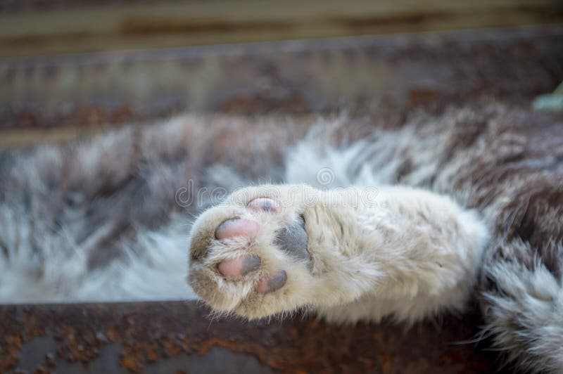 Cat feet stock photo. Image of feet, cute, domestic, foot - 95340972
