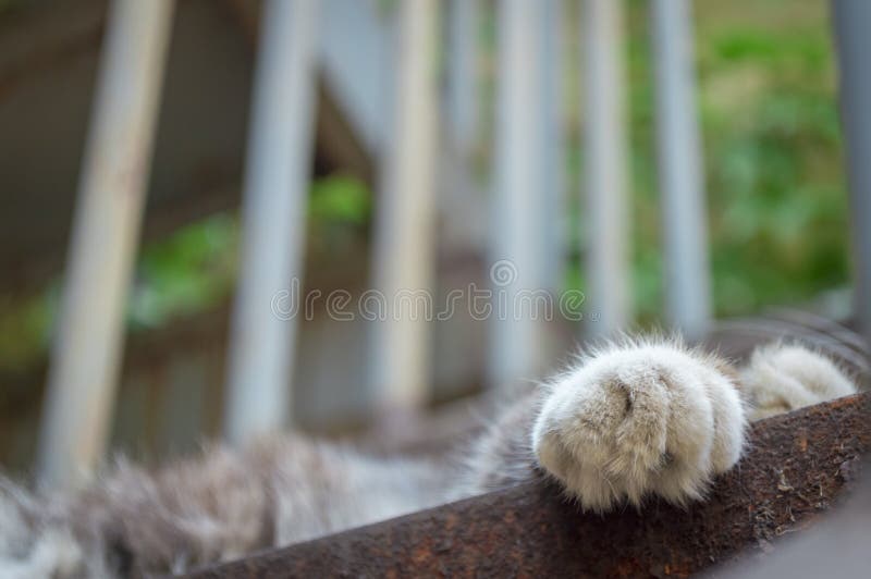 Cat feet stock image. Image of lying, tabby, stair, closeup - 95341413