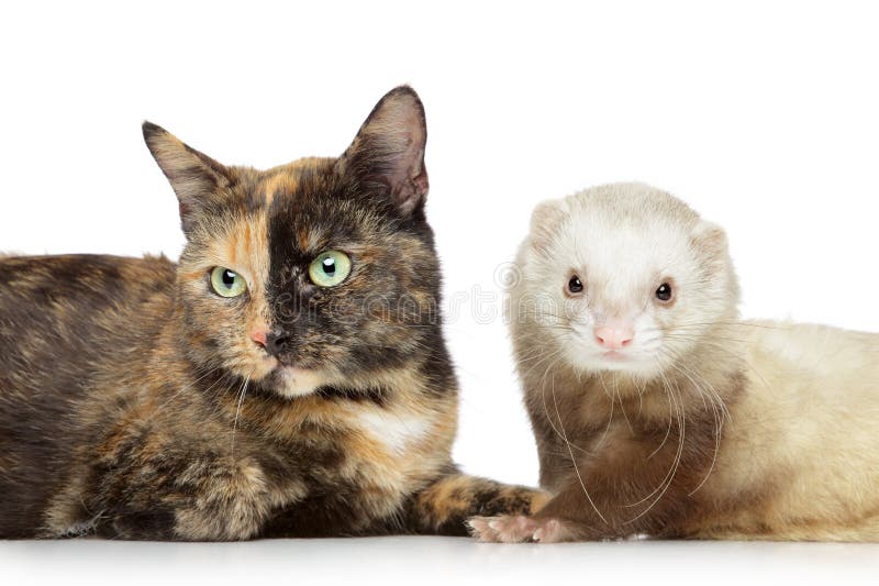 Cat and ferret stock image. Image of mixed, posing, breed - 22161499