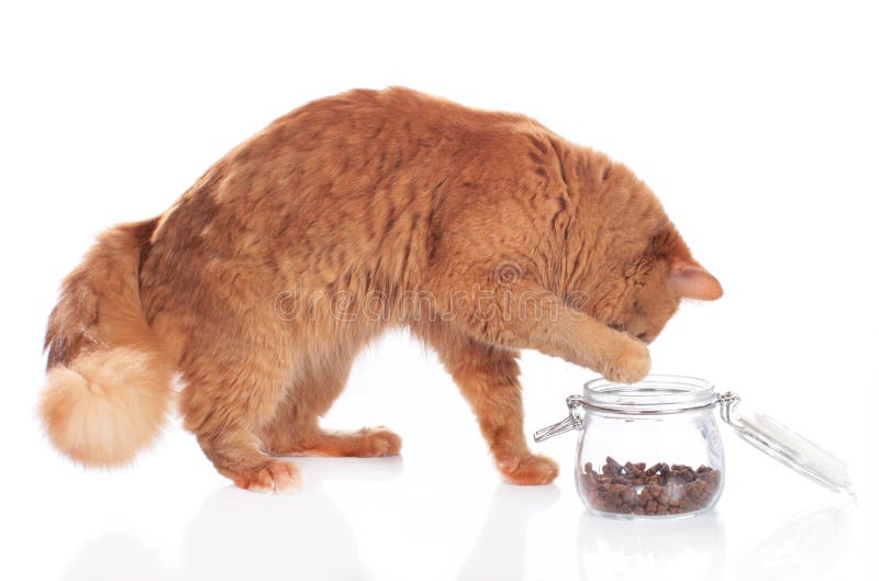 Cat Fetching Food Out of a Glass Stock Image - Image of bowl, retrieve ...