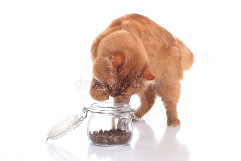 Cat Fetching Food Out of a Glass Stock Photo - Image of intelligence ...