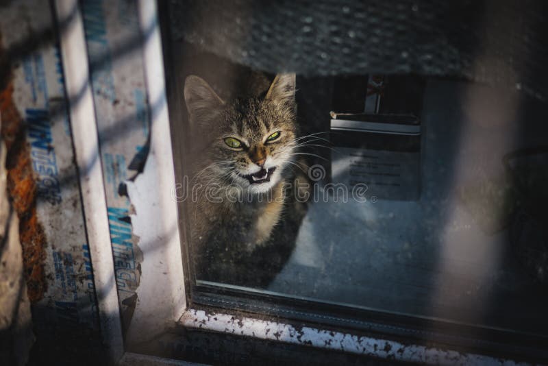 Fierce Cat Stock Photos - Download 6,250 Royalty Free Photos