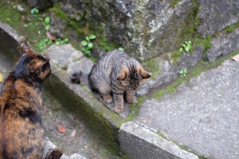 Cat Fight Scene or Portrait Stock Image - Image of play, fight: 139485391