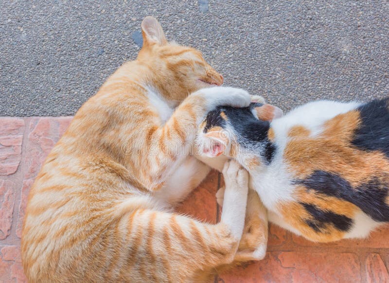 Cat fighting stock image. Image of fightings, ginger - 53756221