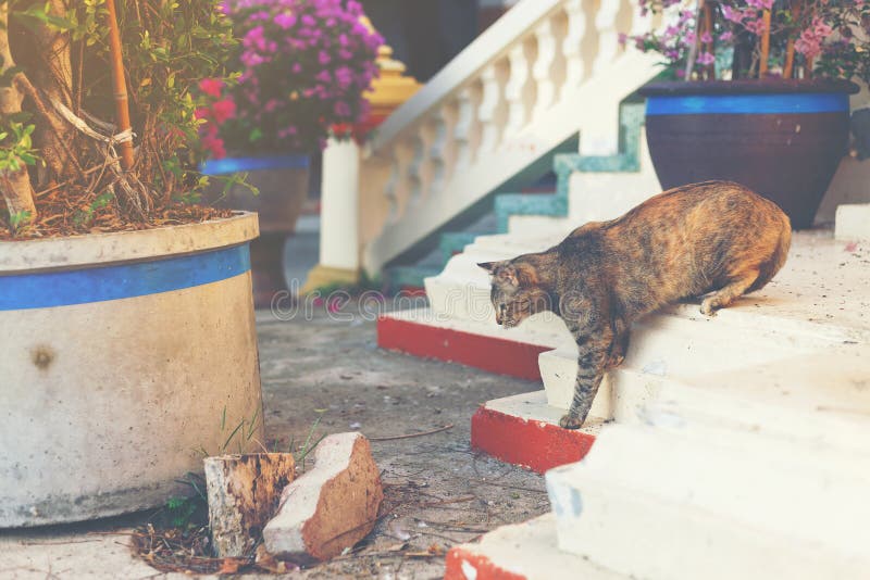 Cat finding something. stock image. Image of domestic - 118863717