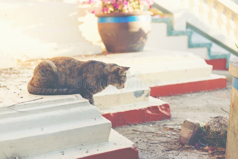 Cat finding something. stock photo. Image of looking - 119160152