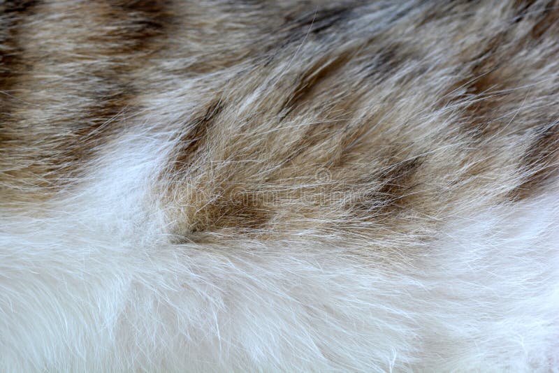 Cat fir close up stock image. Image of fluffy, funny - 45705049