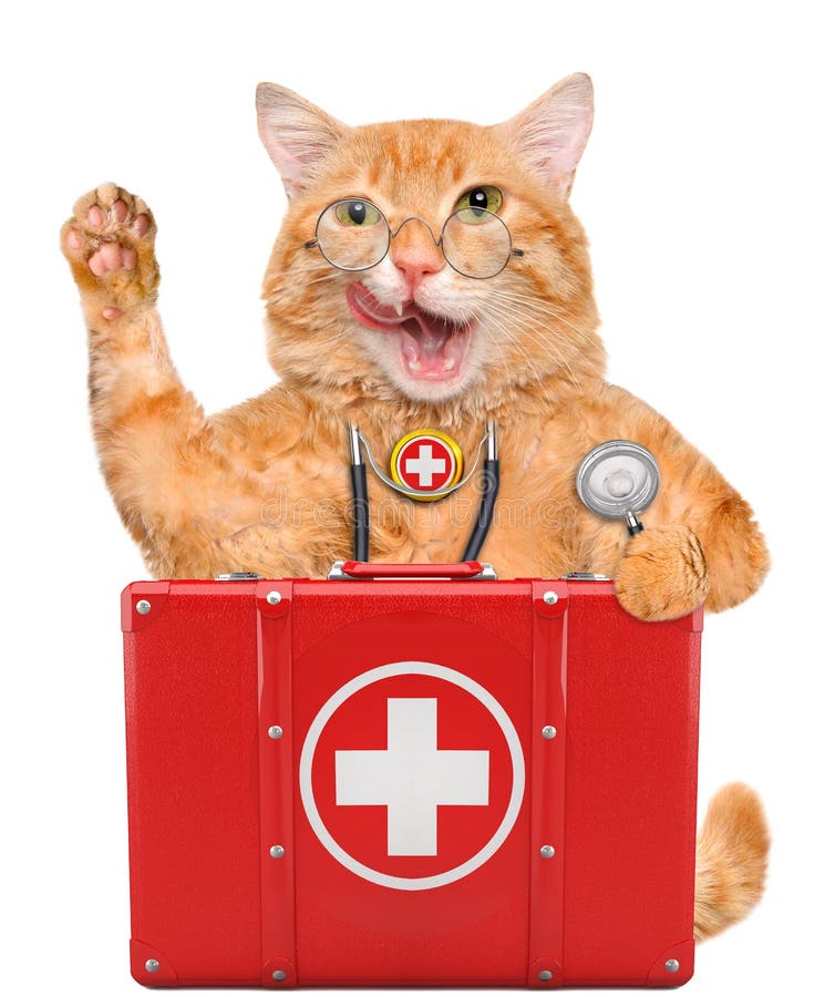 Cat with a first aid kit. stock image. Image of card - 54940067