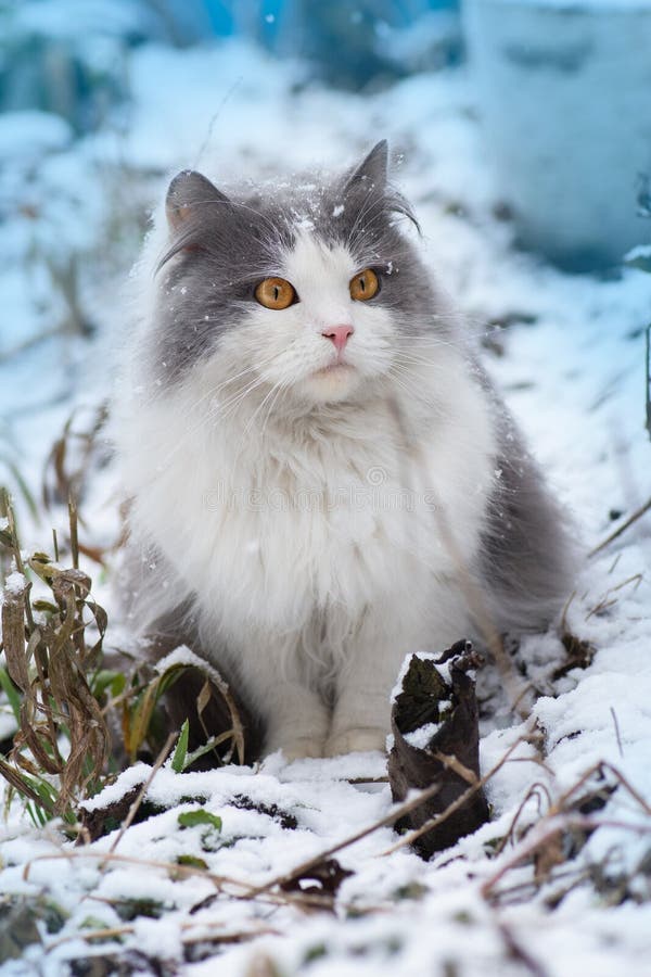 Cat First Sees Snow in the Winter Stock Image - Image of sees, frost ...