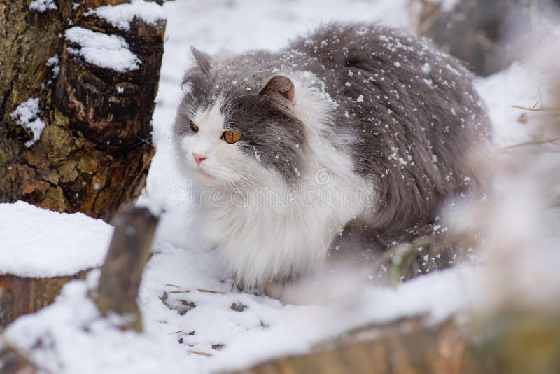 Cat First Sees Winter. Cat Playing in the Snow Stock Image - Image of ...