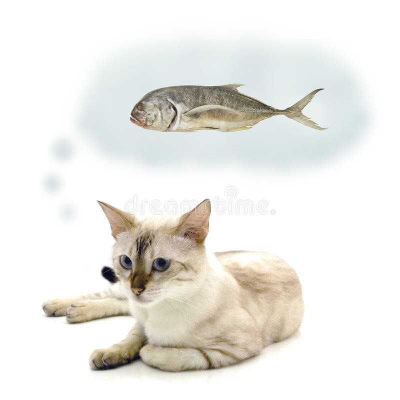 Cat and fish stock photo. Image of mammals, feline, close - 3050640