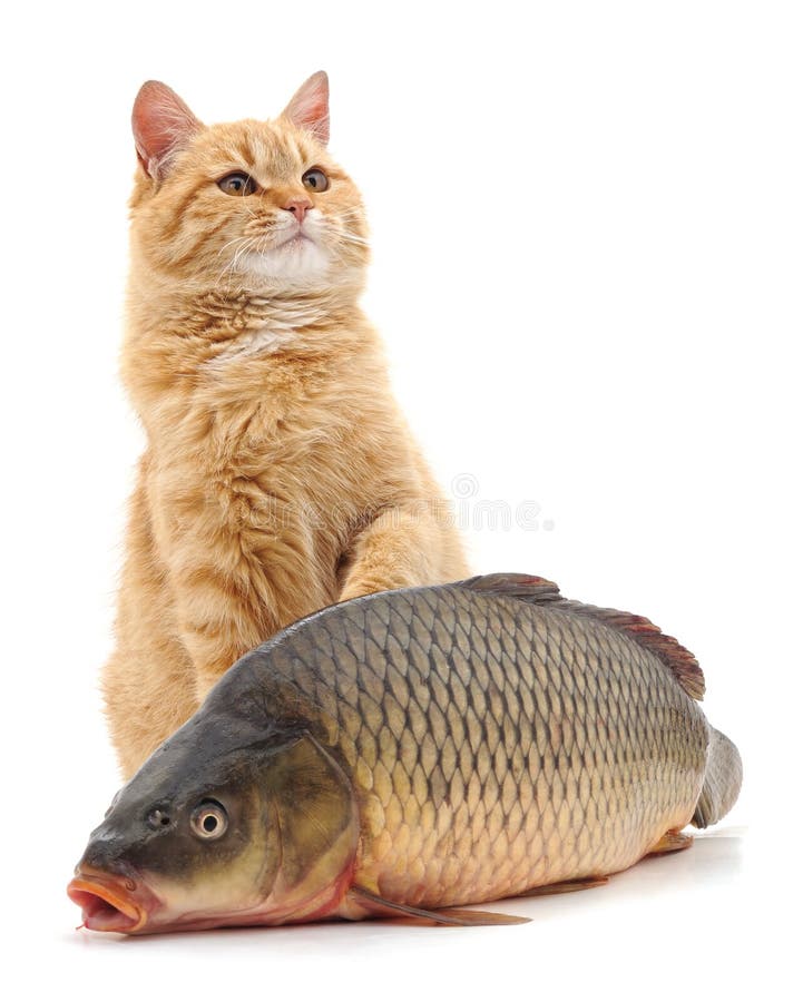 Cat and fish stock photo. Image of waiting, danger, catching - 144871242