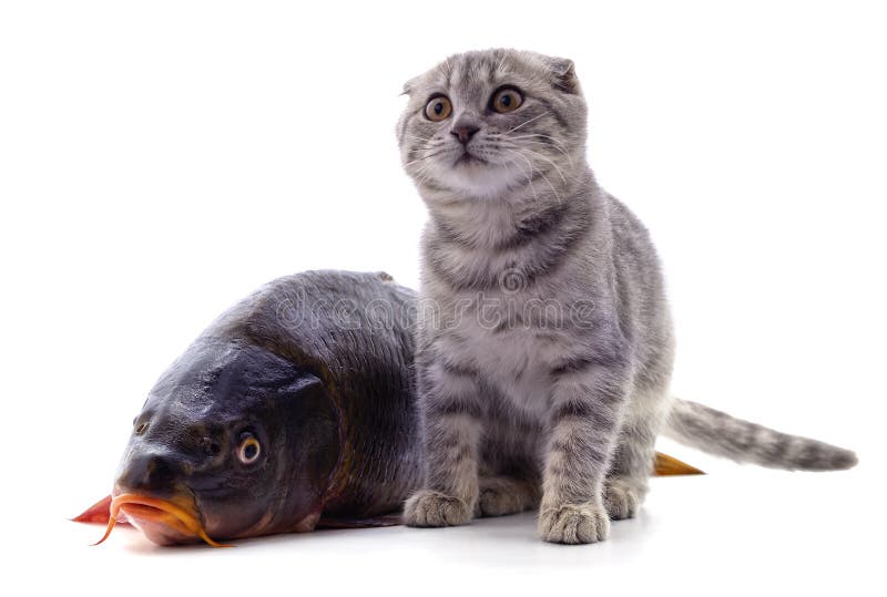 Cat and fish stock photo. Image of temptation, hungry - 177738650