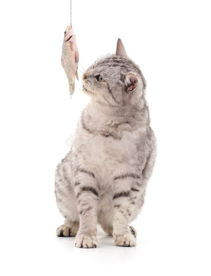 Cat and fish stock photo. Image of aquarium, curiosity - 169799440