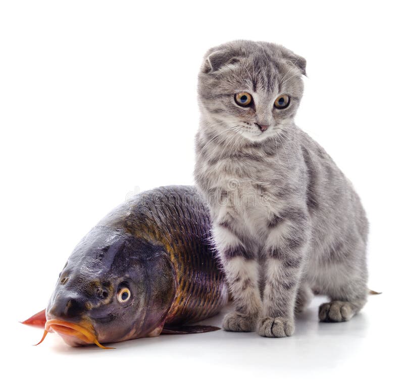 Cat and fish stock image. Image of curiosity, catching - 233009477