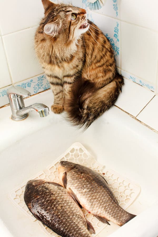 Cat and fish stock photo. Image of curious, crucian, kitty - 31287628