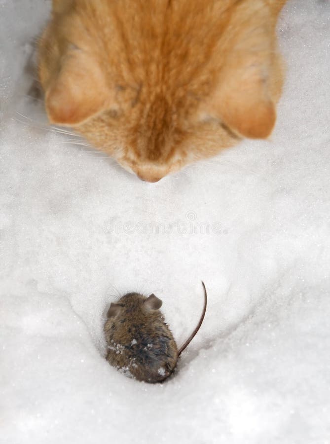 Cat fish mouse stock image. Image of mammals, prey, hunter - 12680677