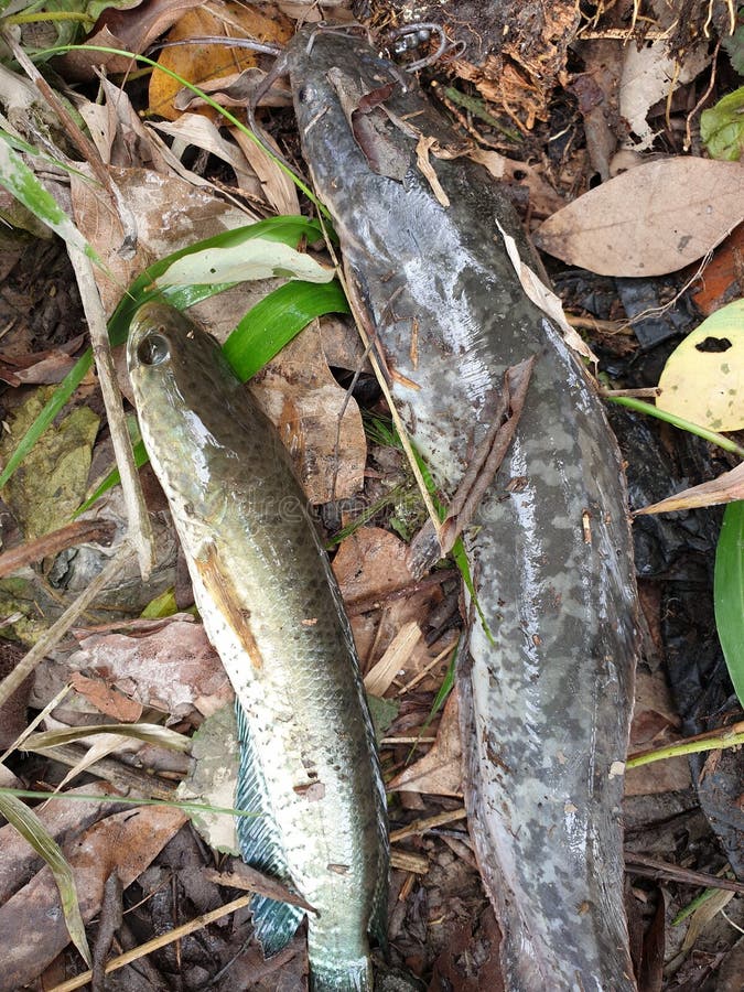 Cat Fish, Snake Head stock image. Image of fish, fishing - 202882673