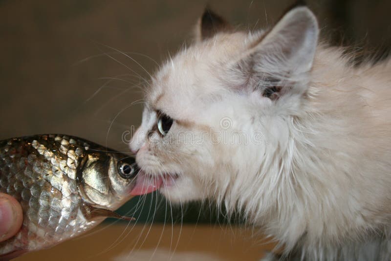 Cat and fish stock image. Image of scales, gills, kitty - 42510531