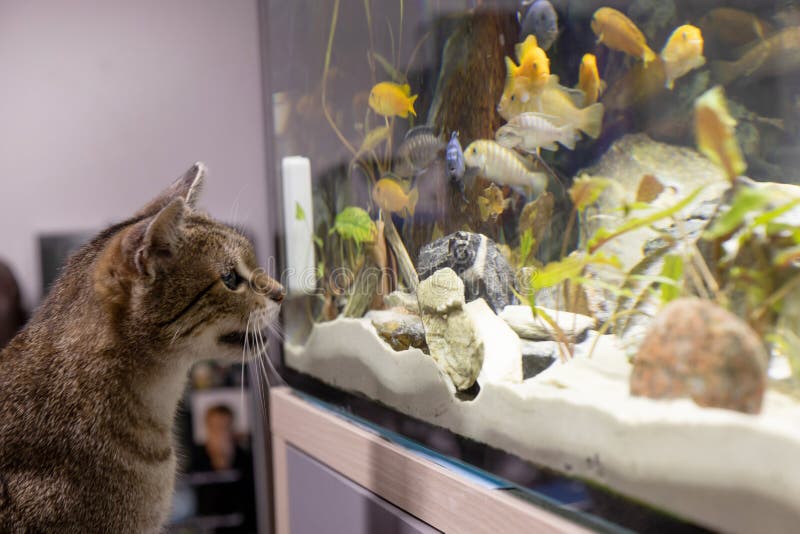 Cat and Fish, Cat Watching Looking at Aquarium Fish Stock Image - Image ...
