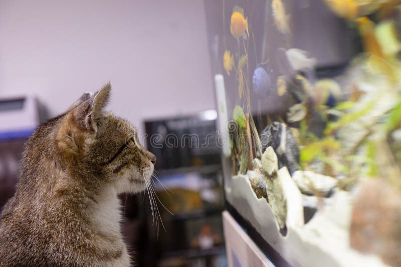 Cat and Fish, Cat Watching Looking at Aquarium Fish Stock Photo - Image ...