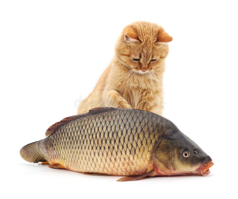 Cat and fish stock photo. Image of waiting, danger, catching - 144871242