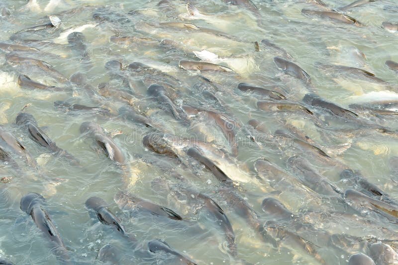 Cat fist in real river stock image. Image of fish, lake - 39006439