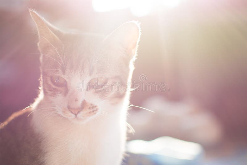 Cat and Flare Light Blurred Background Stock Image - Image of kitty ...