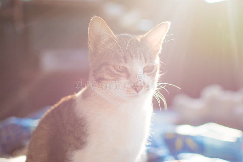 Cat and flare light stock image. Image of happy, eyes - 96085957