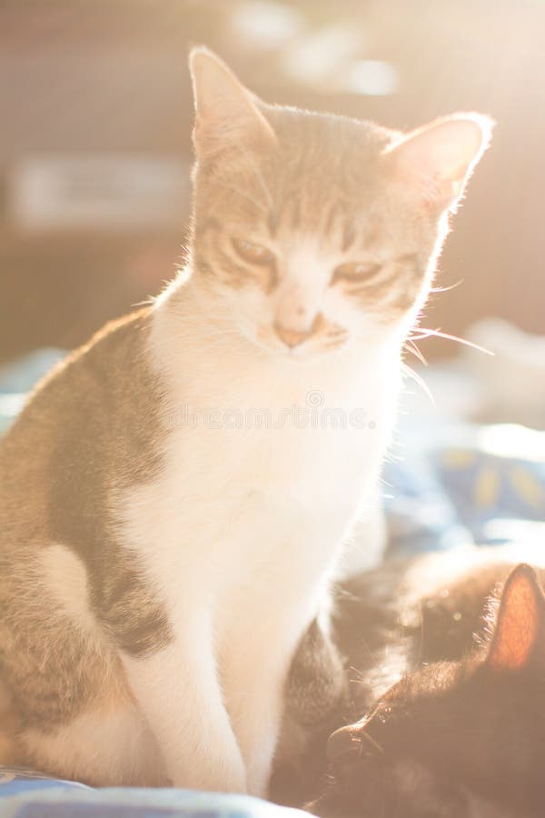 Cat and flare light stock photo. Image of gape, love - 96085856